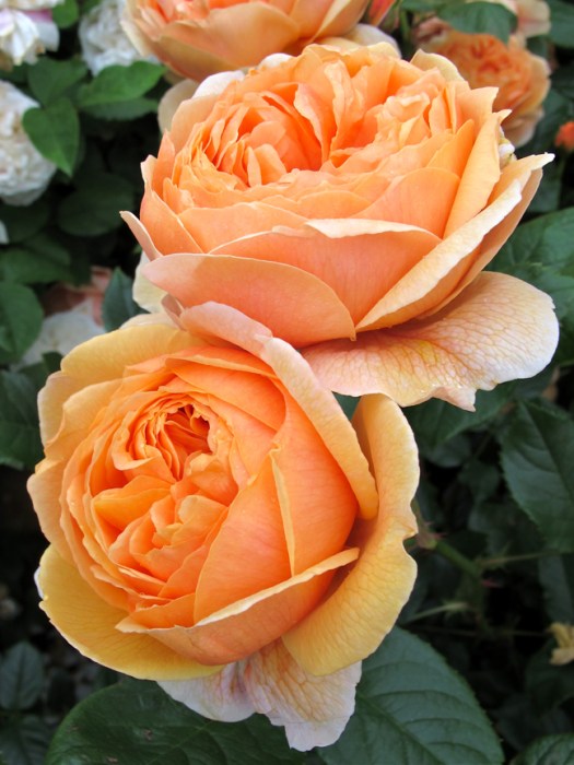 Rosa ‘Carolyn Knight’ – Susan Rushton