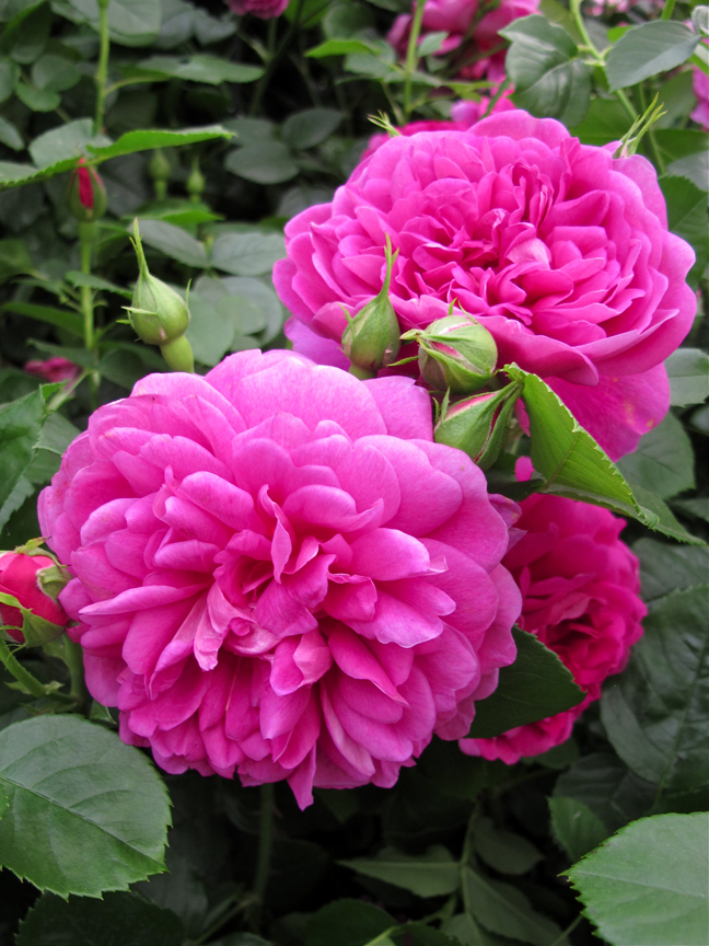 Rosa ‘Princess Anne’ – Susan Rushton
