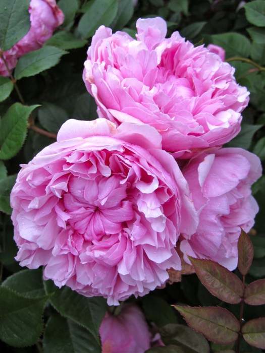 Rosa ‘Sister Elizabeth’ – Susan Rushton