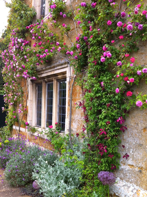 Seven Sisters Rose – Susan Rushton