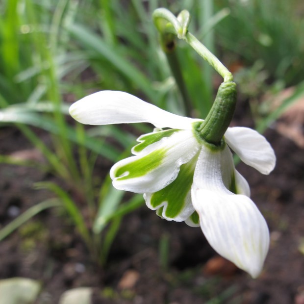 Rode Hall and Gardens | Snowdrop Walk – Susan Rushton