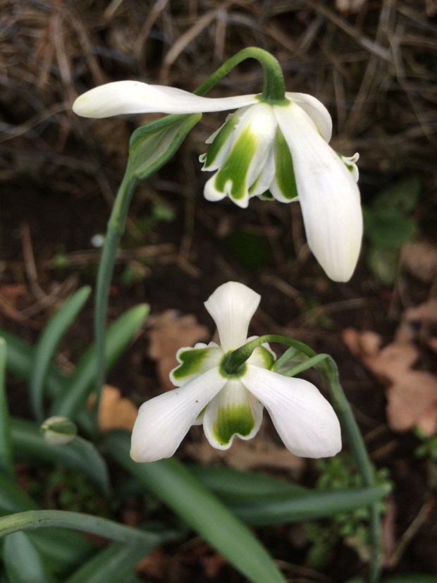 Rode Hall and Gardens | Snowdrop Walk – Susan Rushton