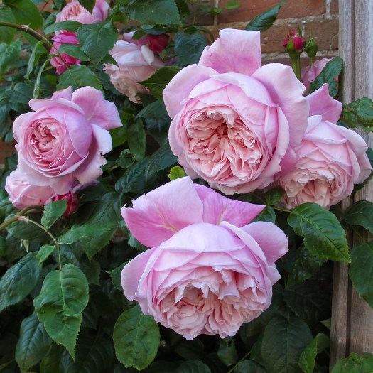 English Rose – Susan Rushton