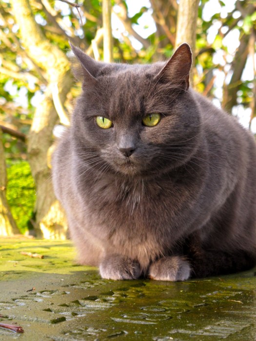 Haworth: home of the Brontës – Susan Rushton