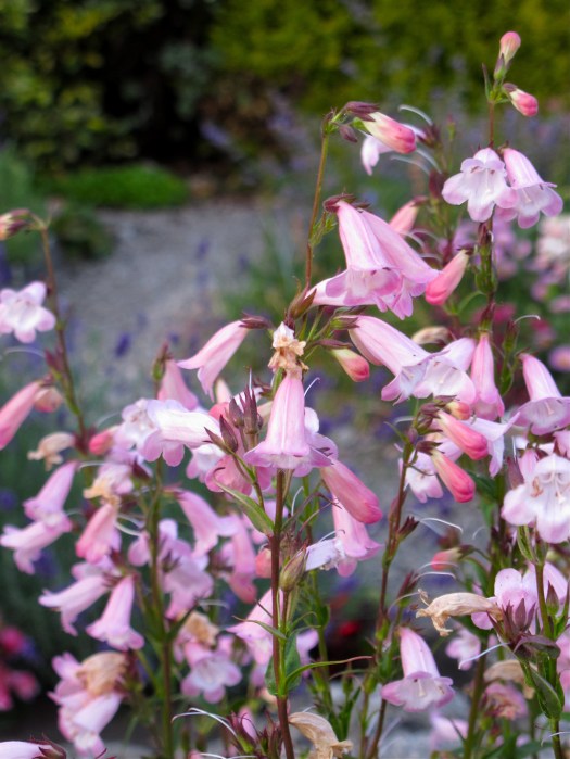 Penstemon – Susan Rushton