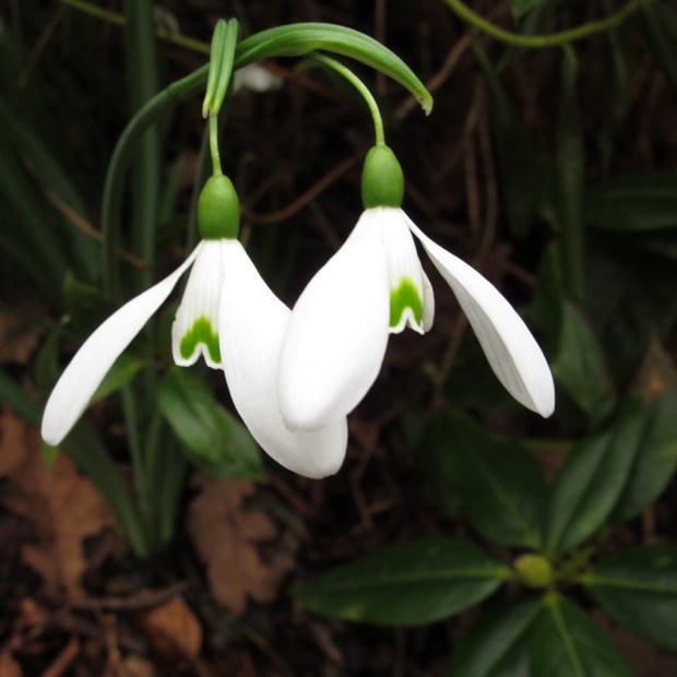 Rode Hall and Gardens | Snowdrop Walk – Susan Rushton