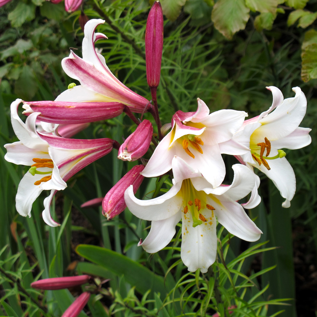 Recipe for a Traditional English Cottage Garden – Susan Rushton