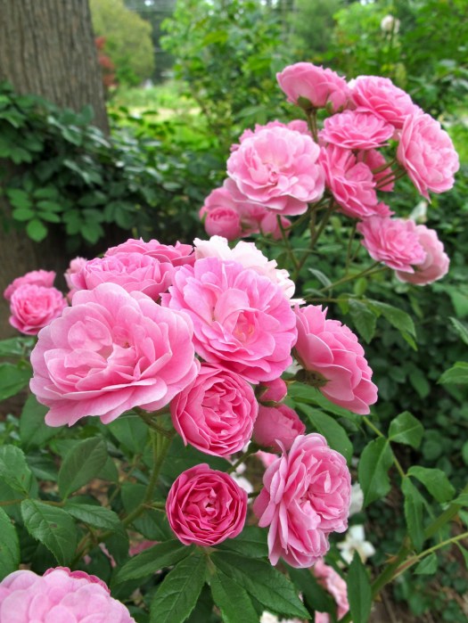 Pink roses – Susan Rushton