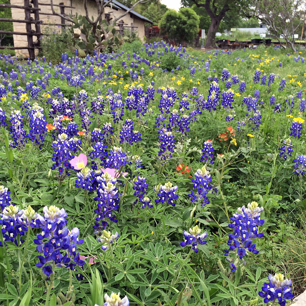 Bluebonnet field – Susan Rushton