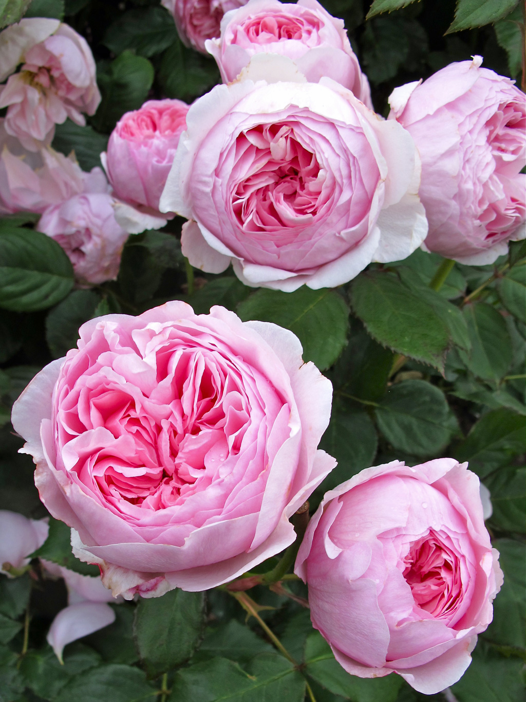 English roses: my photographic muse – Susan Rushton