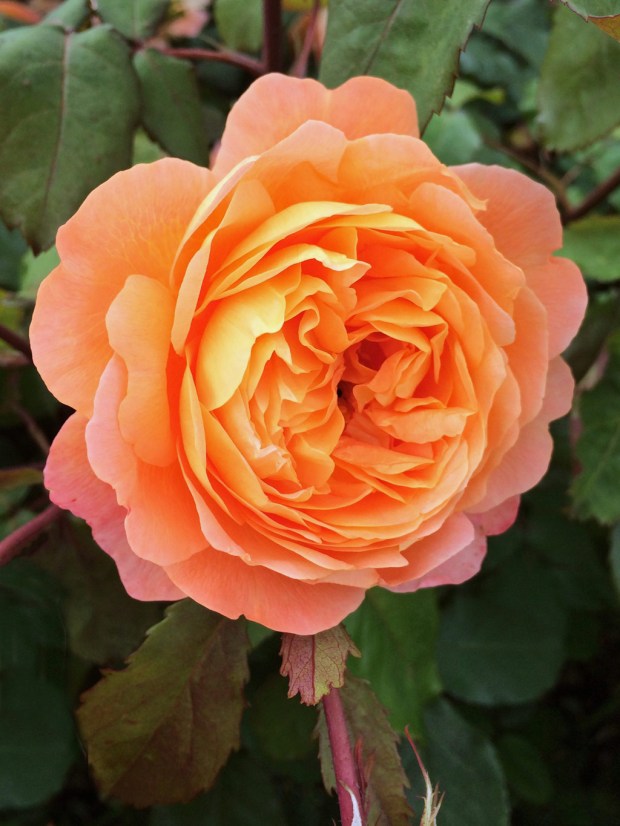 Gallery of English Roses: apricot, orange and peach – Susan Rushton