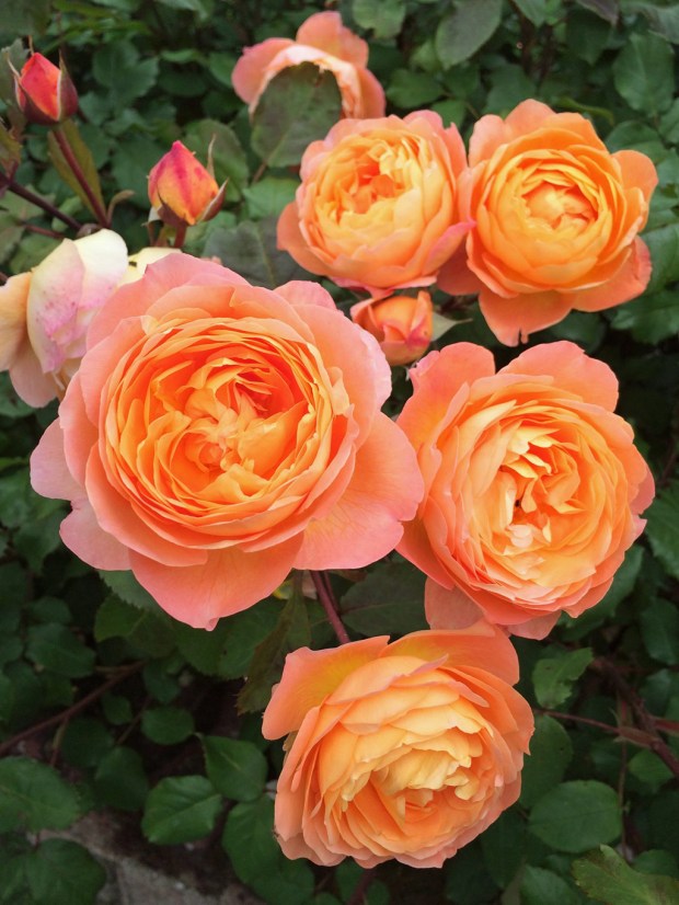English rose gallery: Rosa ‘Lady Emma Hamilton’ – Susan Rushton