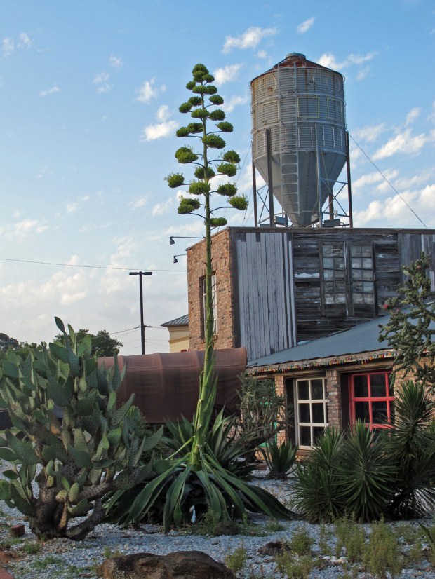 Agave americana: monster plants – Susan Rushton