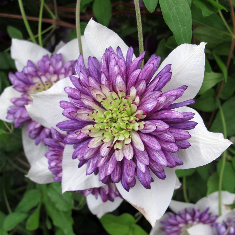 Clematis florida Viennetta – Susan Rushton