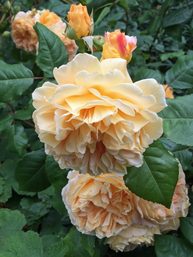 Gallery of English Roses: apricot, orange and peach – Susan Rushton