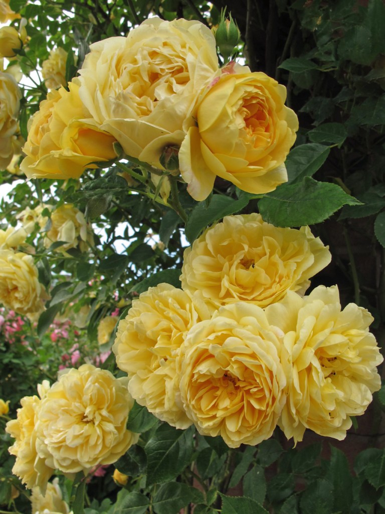 Gallery of English Roses: yellows – Susan Rushton