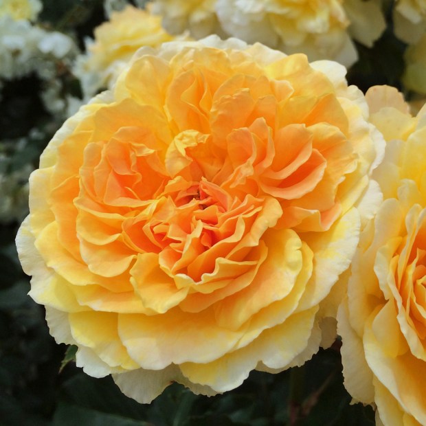 Gallery of English Roses: yellows – Susan Rushton