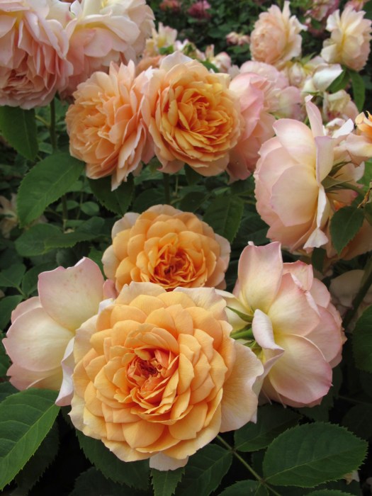Gallery of English Roses: apricot, orange and peach – Susan Rushton