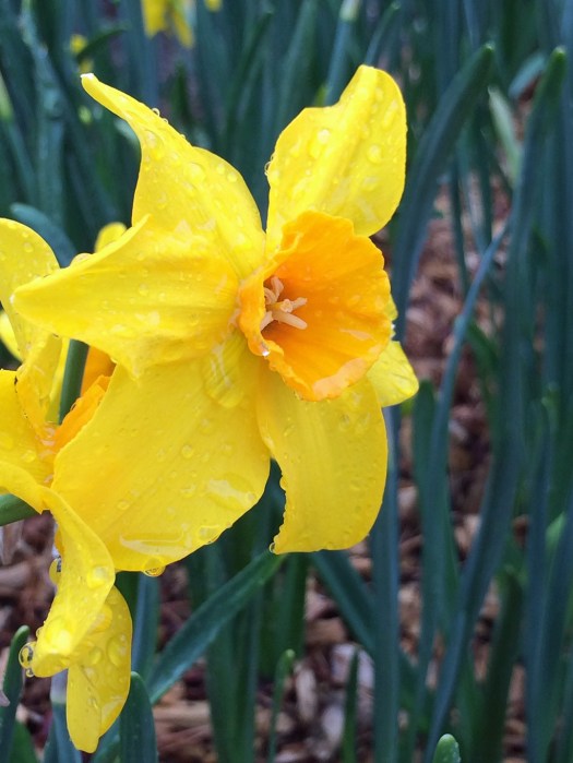 Brent and Becky’s Bulbs: a private tour – Susan Rushton