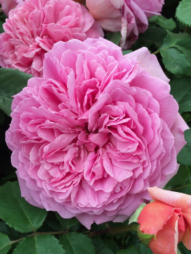 Gallery of English Roses: pinks – Susan Rushton