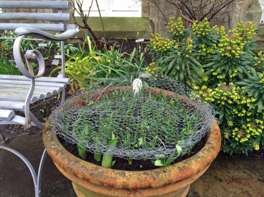 Protecting plants: careful! – Susan Rushton