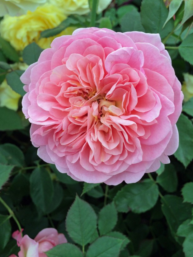 Gallery of English Roses: pinks – Susan Rushton