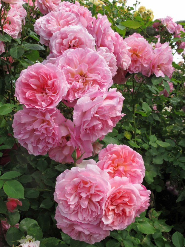 Gallery of English Roses: pinks – Susan Rushton