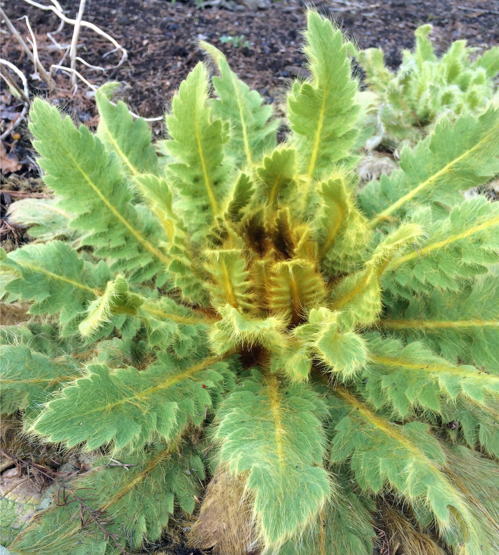 Blue poppy emerging foliage – Susan Rushton