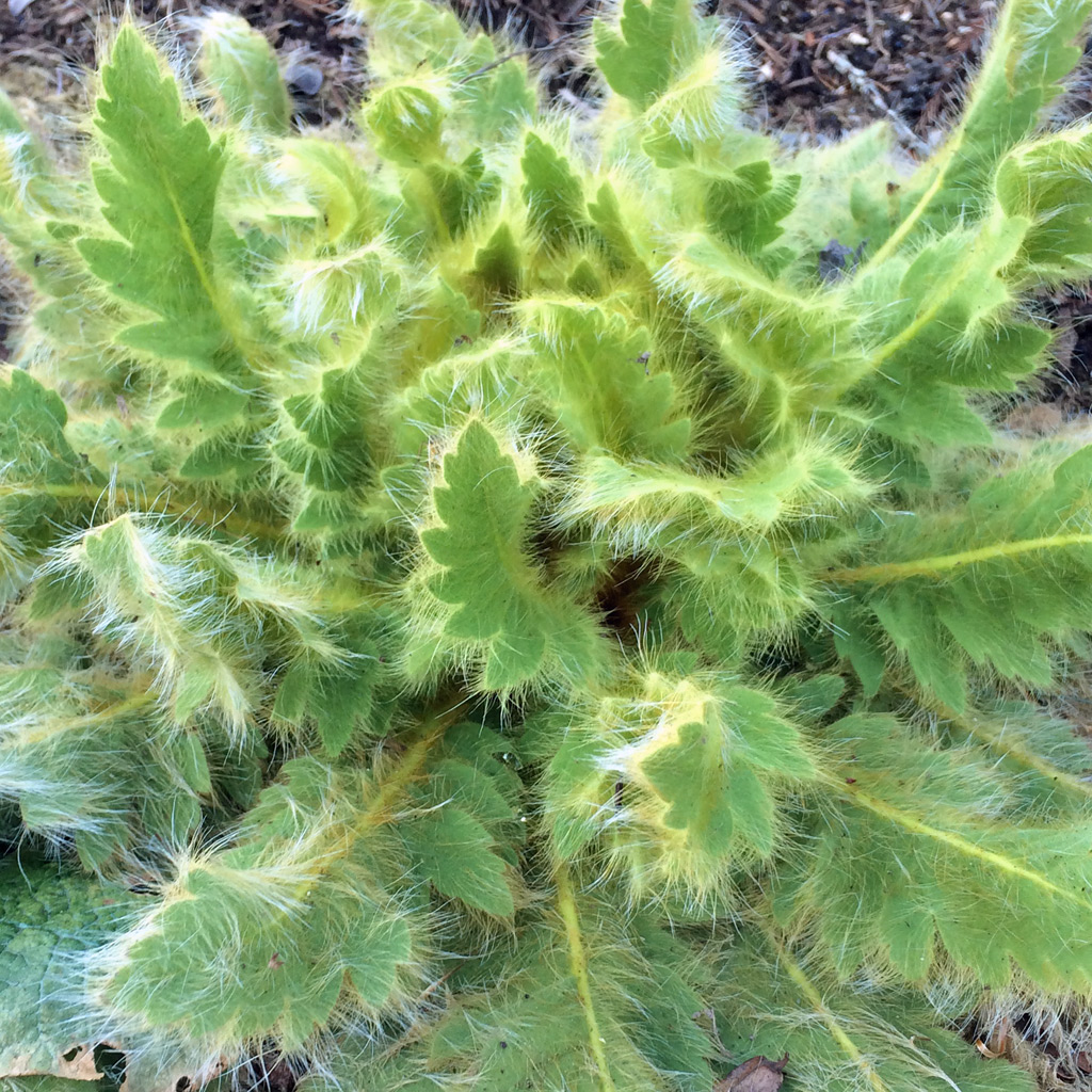 Meconopsis foliage – Susan Rushton