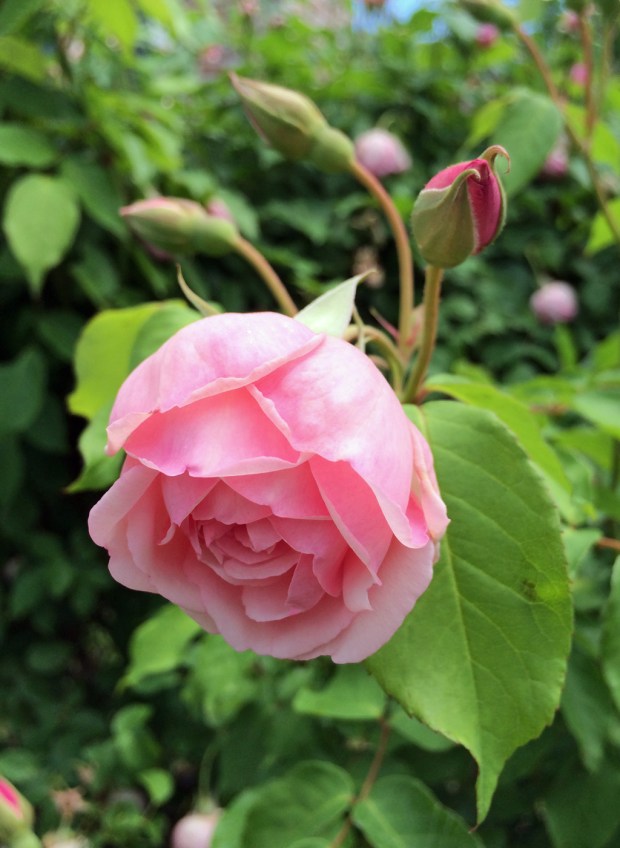 Baby chickadees – Susan Rushton