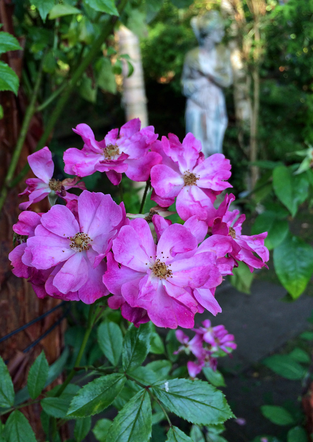 Romance, Roses And Twelfth Night – Susan Rushton