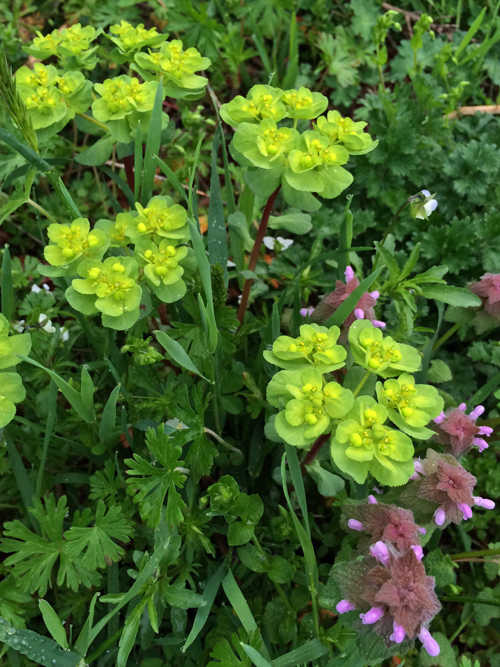 Euphorbia – Susan Rushton