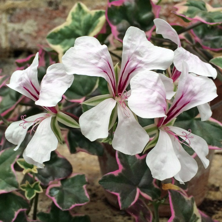 Pelargonium L’élégante | Ivy leaf geranium – Susan Rushton
