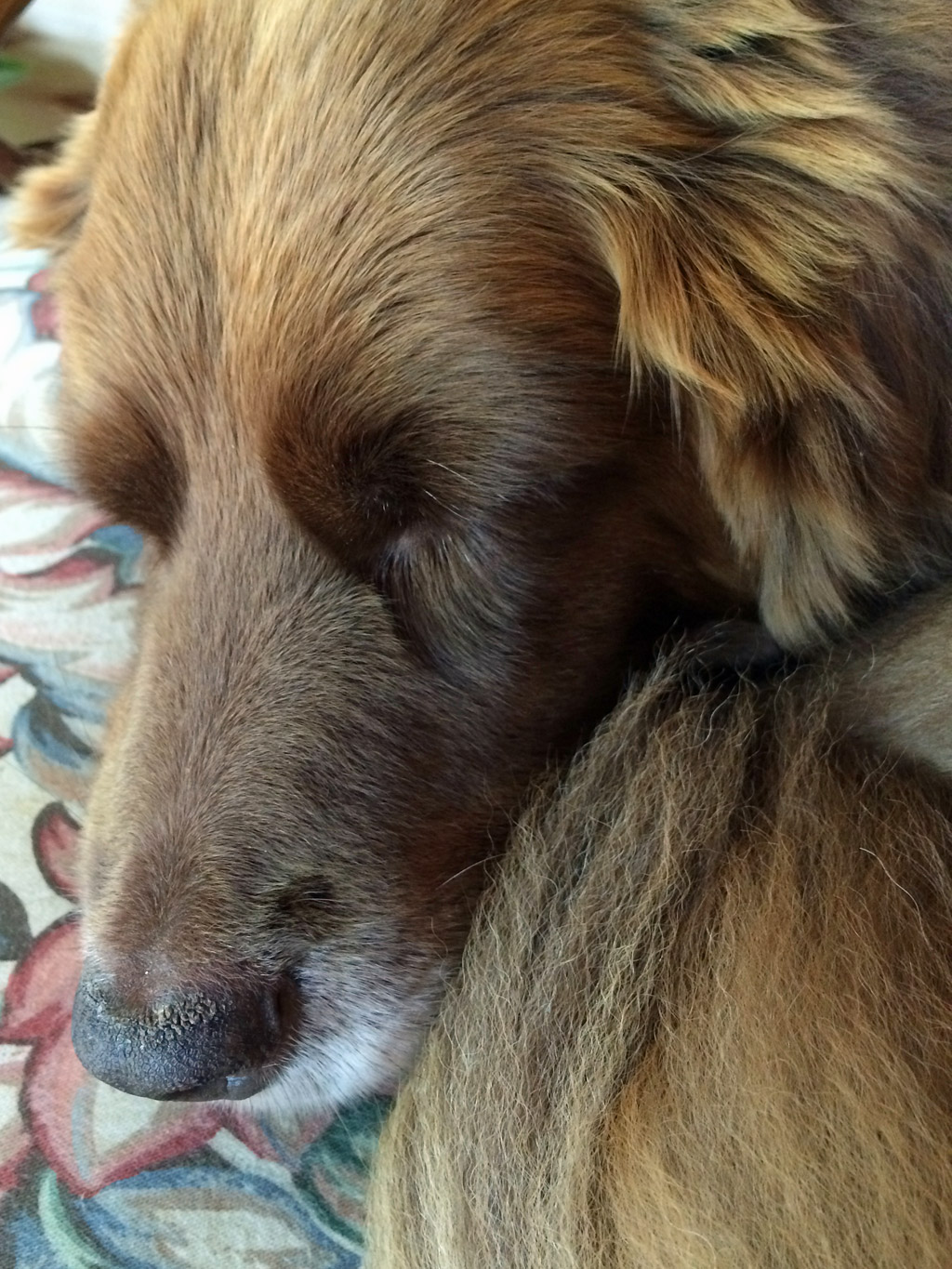 Old Dawg, Sleeping – Susan Rushton