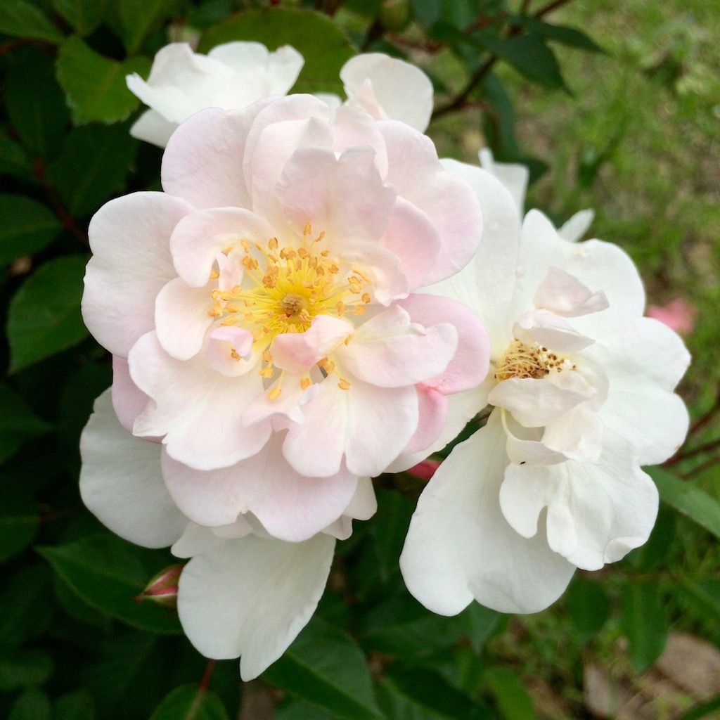 Roses are the most graceful flowers – Susan Rushton