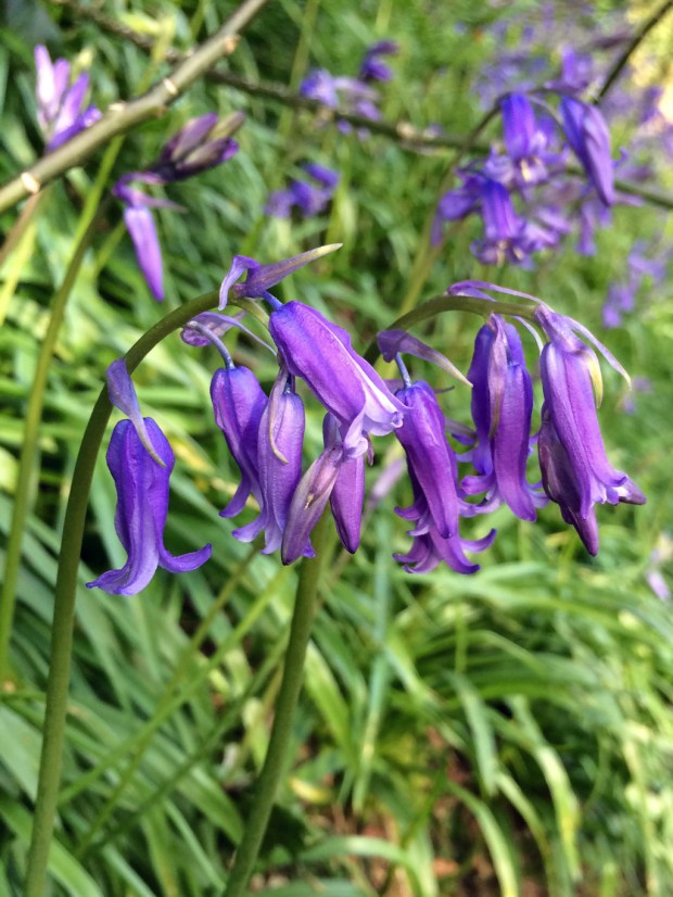 English Or Spanish Bluebells – Susan Rushton