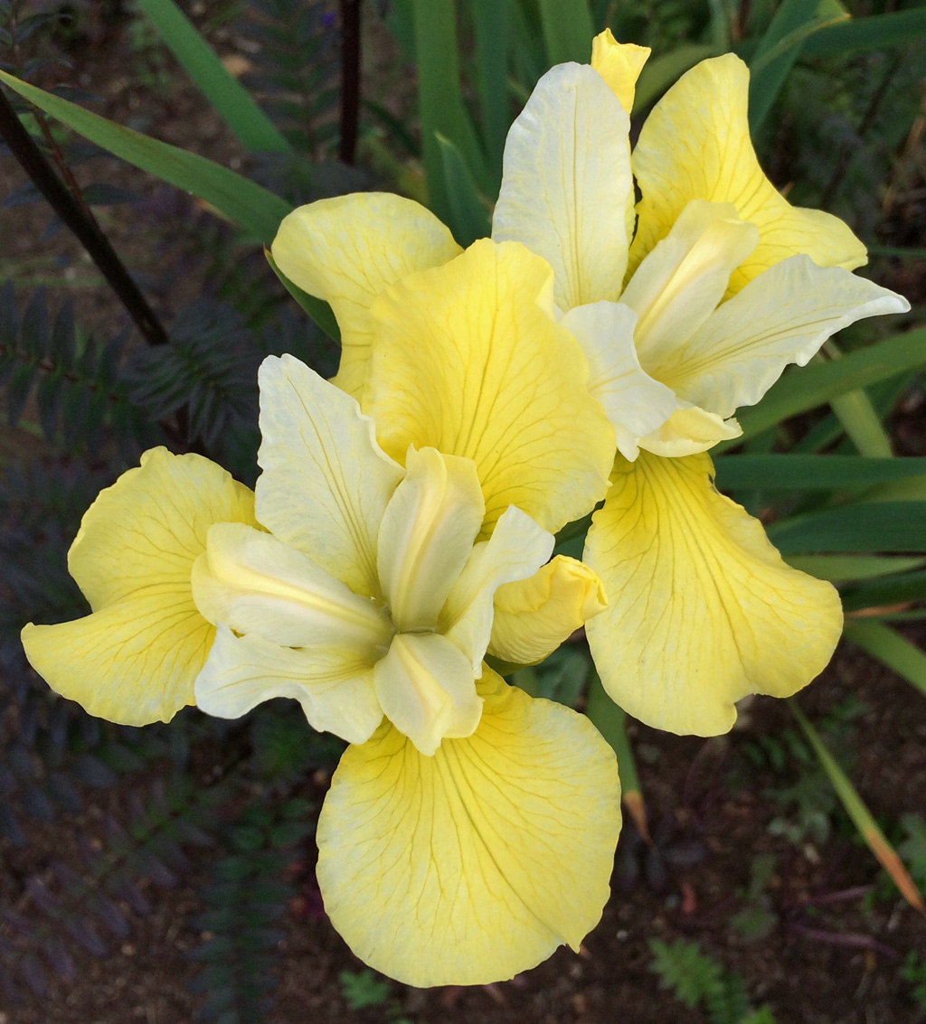 A Rainbow of Flowers – Susan Rushton