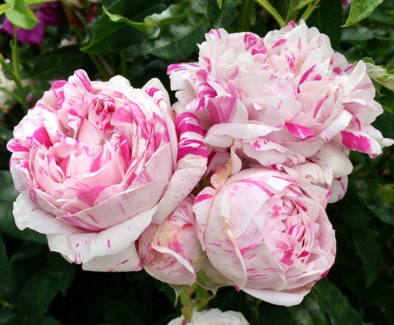 Plant Heritage At Risk As Rose Society Enters Administration – Susan ...