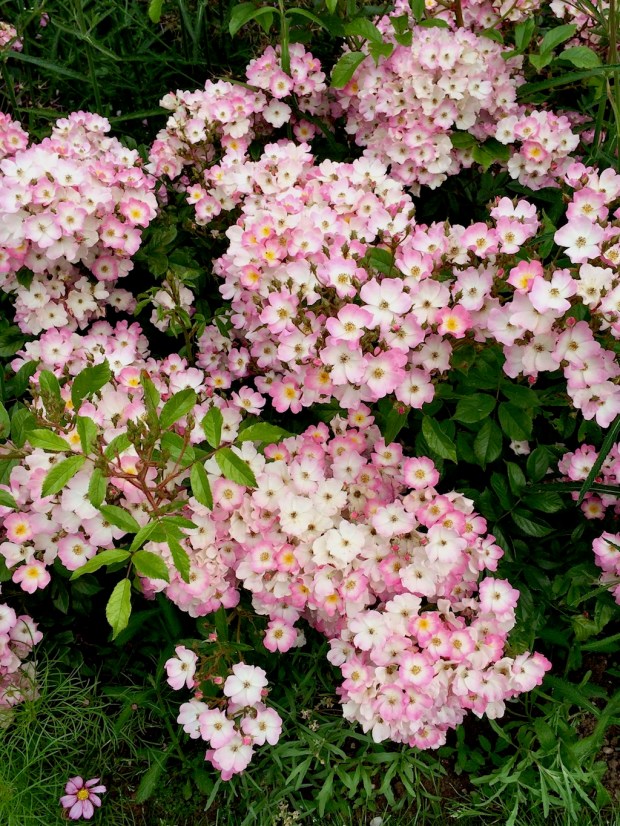 Prolific Shrub And Rambler Roses – Susan Rushton