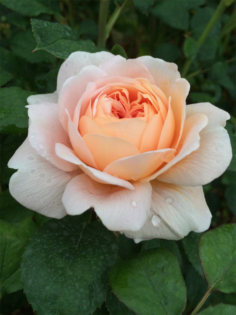 Rose Bloom With Raindrops (And Did I Meet A Queen?) – Susan Rushton