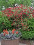 Rosa Red Cascade: A Repeat-flowering Miniature Climbing Rose – Susan ...