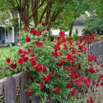 Rosa Red Cascade: A Repeat-flowering Miniature Climbing Rose – Susan ...