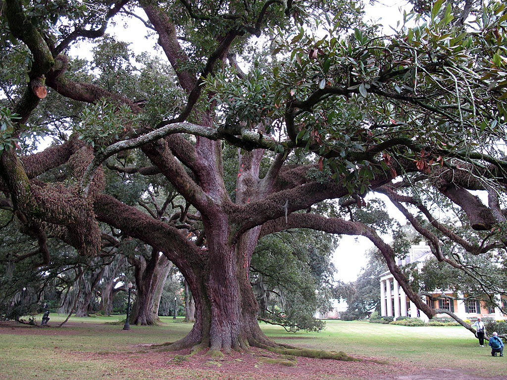 Massive Live Oak Trees – Susan Rushton