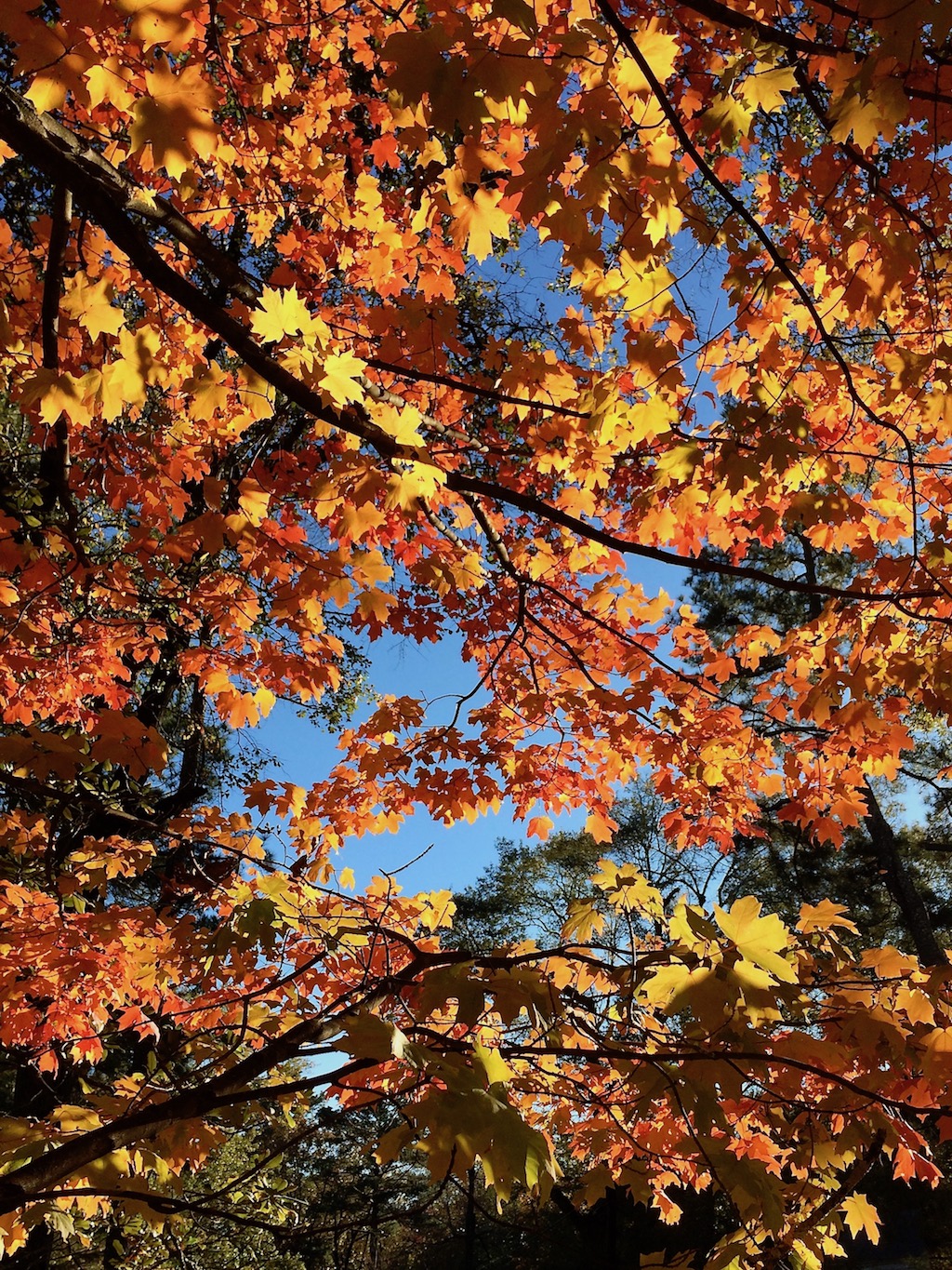 Autumn Leaves – Susan Rushton