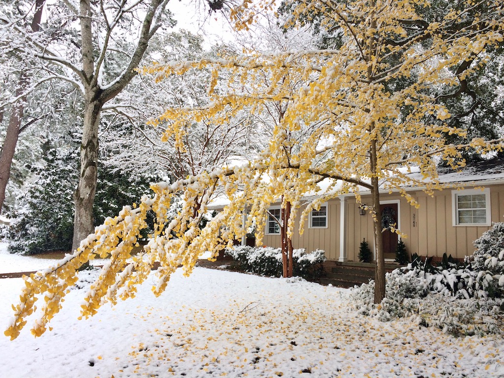 Snow-covered Fondren, Jackson, Mississippi, Looking Extra Funky – Susan ...