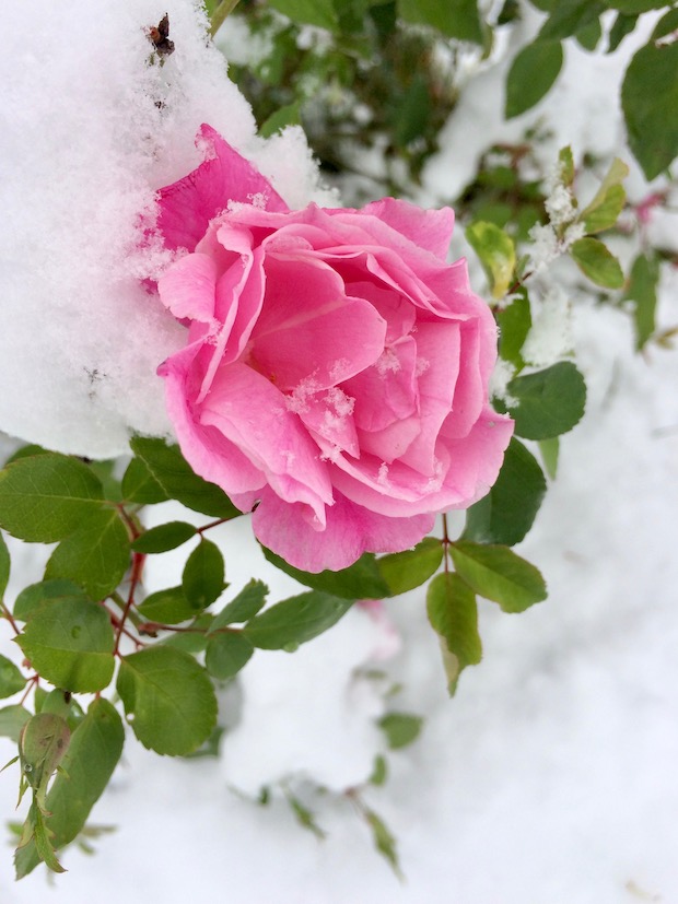 Pink Roses Having A Snow Day – Susan Rushton