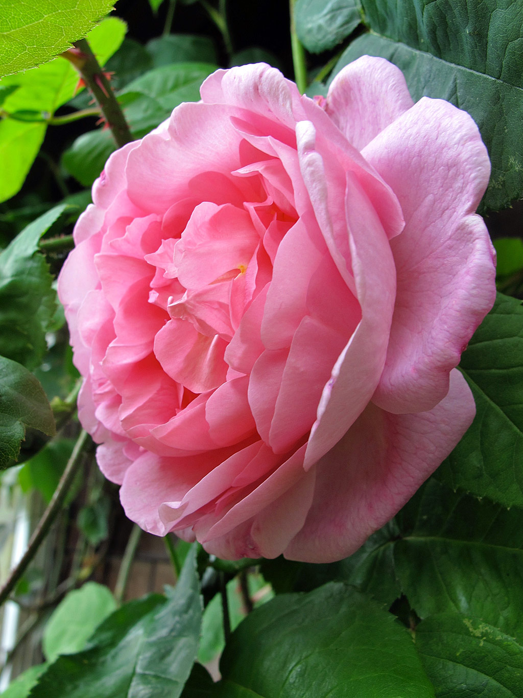 Variations On A Theme: Rose, Peony Or Camellia? – Susan Rushton