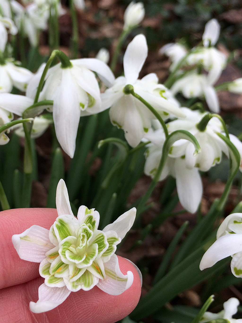 Snowdrop-aholics in the news – Susan Rushton