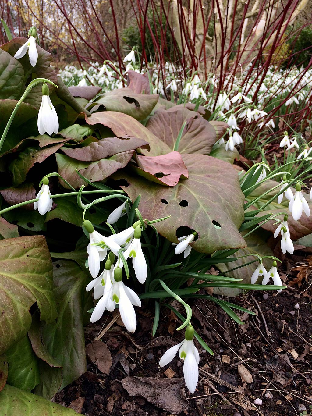 Snowdrop-aholics in the news – Susan Rushton