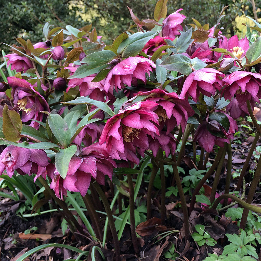 Regular Random: Double Hellebore – Susan Rushton